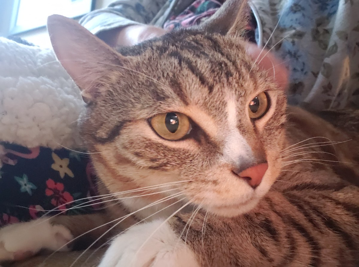 Shut Down Week 1 Coffee Share – Stories Served Served Around The Table